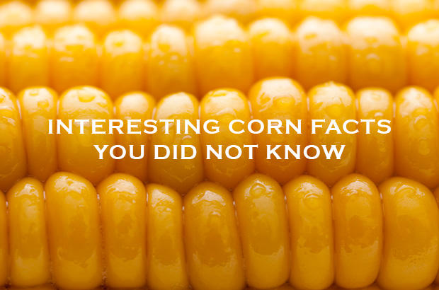 Interesting Corn Facts You Did Not Know Interesting Corn Facts You Did Not Know