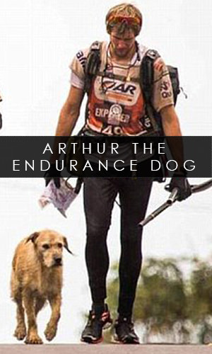 Arthur The Endurance Dog