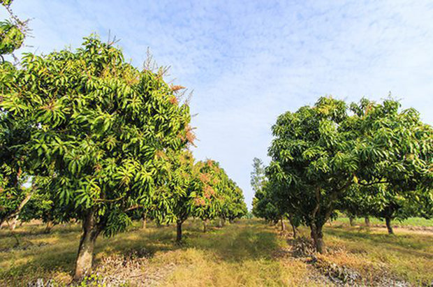 14 Surprising Facts About Mangos